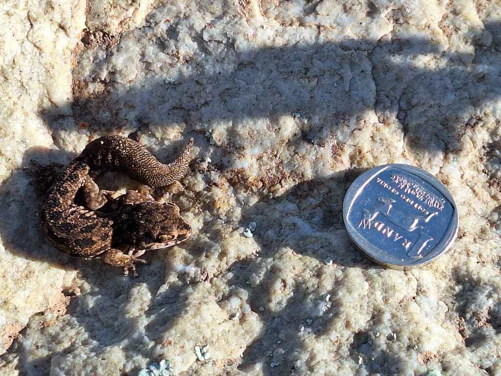Spotted Thick-toed Gecko from Sarah Baartman District Municipality ...