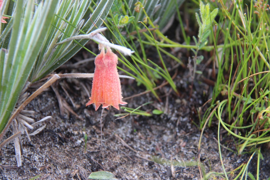 winter bell from Badgingarra WA 6521, Australia on September 05, 2024 ...