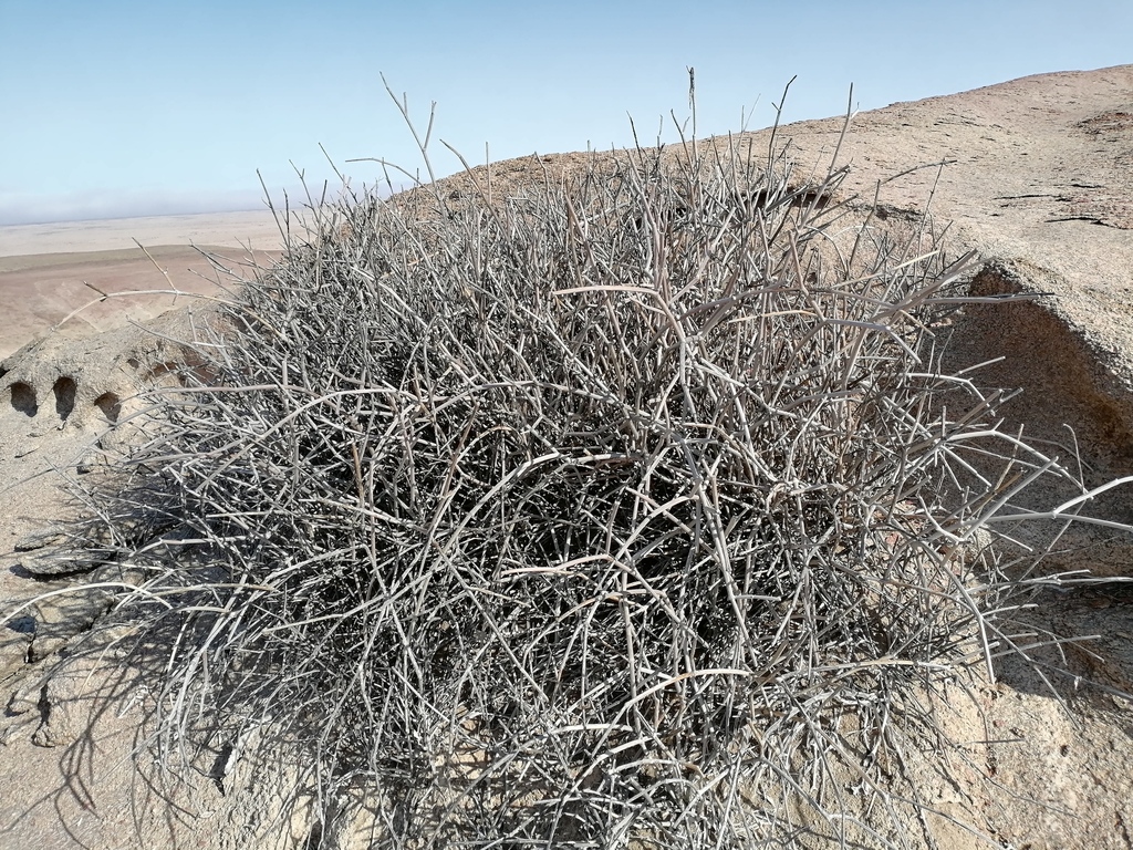 Caustic Vine from Walvisbay Rural, Namib-Naukluft, Erongo, Namibia on ...