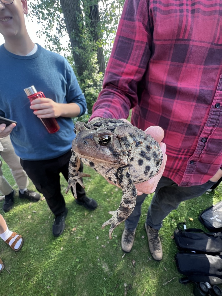 American Toad from Île de Montréal, Ste-Anne-de-Bellevue, QC, CA on ...