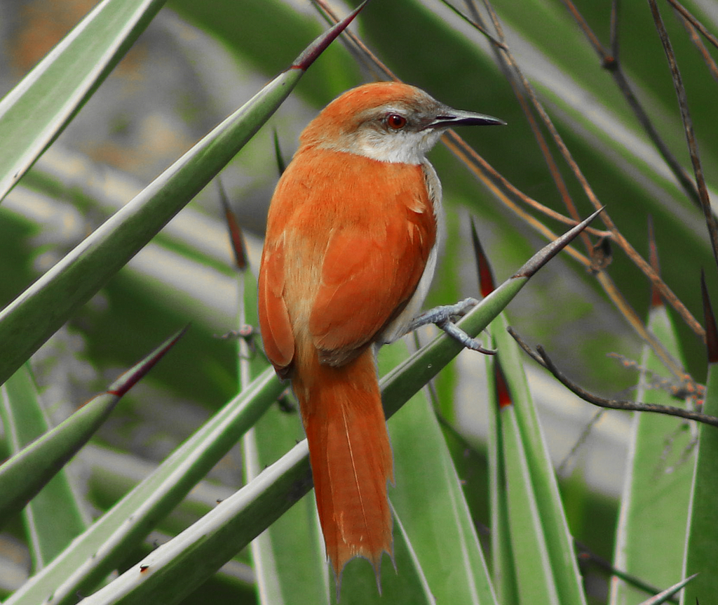 Yellow-chinned Spinetail from Puerto Boyacá, Boyacá, Colombia on July ...