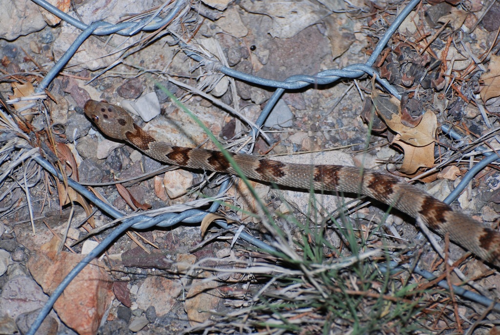 Texas Lyre Snake from Big Bend National Park, TX, USA on June 30, 2019 ...