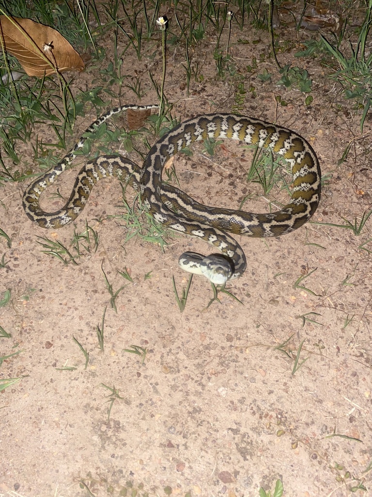 Darwin Carpet Python from Erldunda St, Tiwi, NT, AU on October 2, 2024 ...
