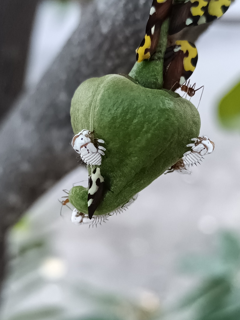 Mexican Treehopper from Jardines Bugambilias, 28978 Cdad. de Villa de ...