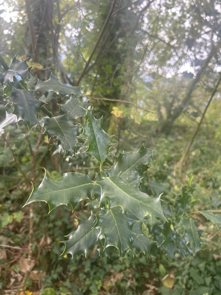 European holly from Cornwall, UK on October 1, 2024 at 11:14 AM by ...