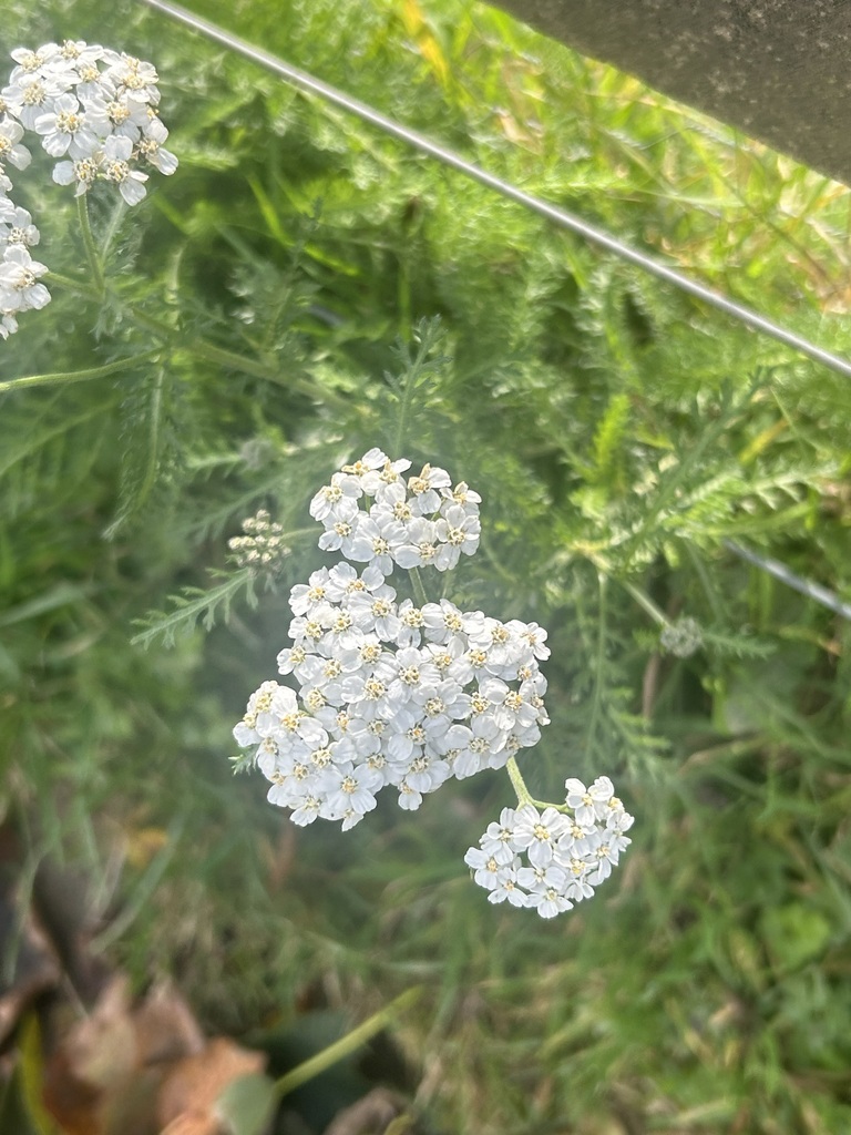 common yarrow complex from Cornwall, UK on October 1, 2024 at 11:23 AM ...