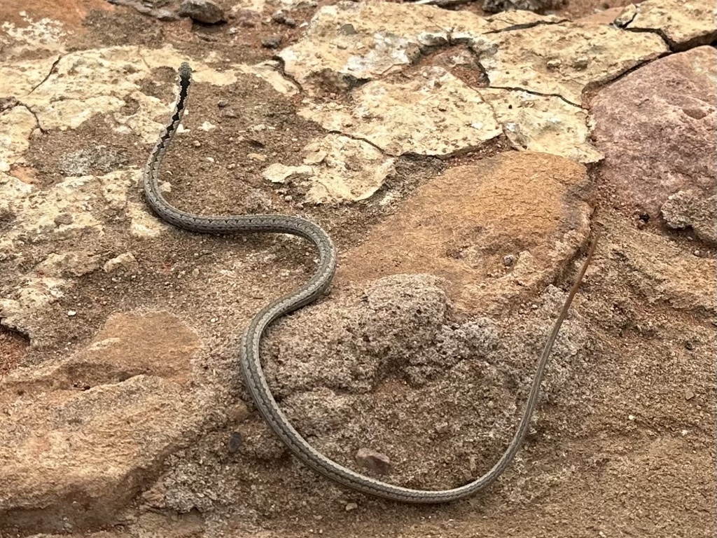 Mopane Snake from Thulamela Rural, Thohoyandou, LP, ZA on September 30 ...