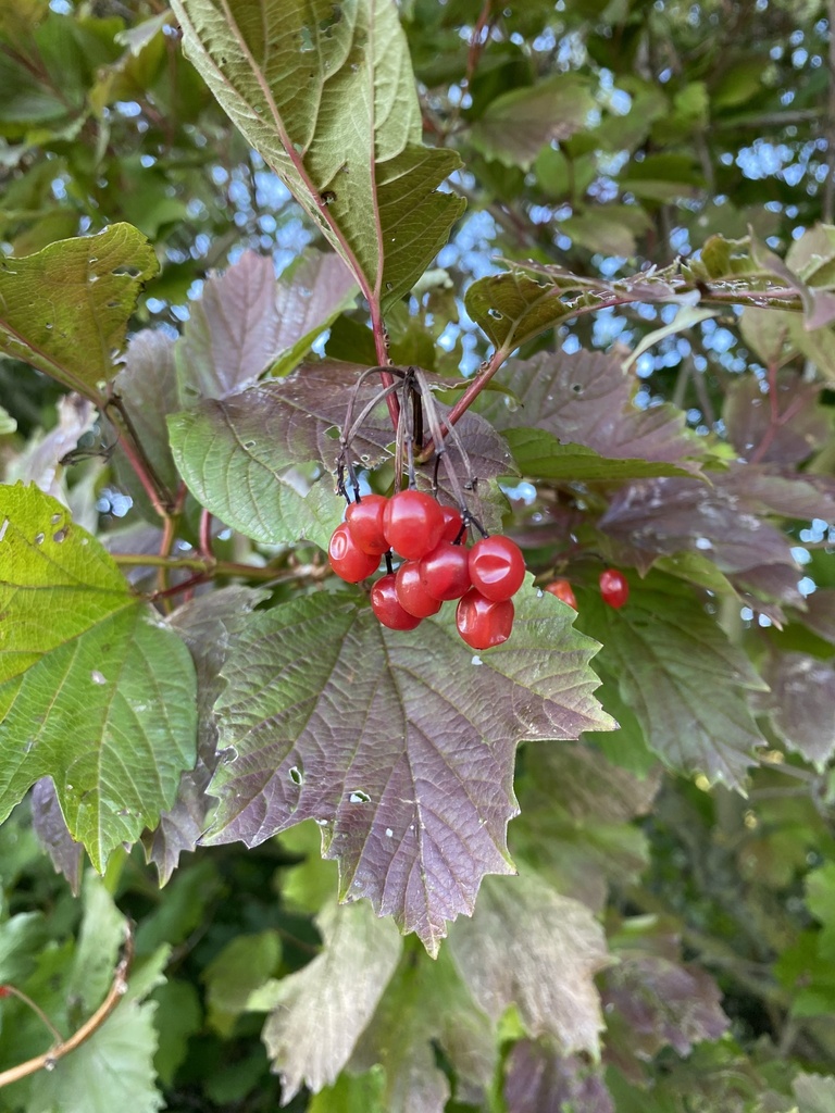 guelder-rose from Bures Hamlet, Bures, England, GB on September 28 ...