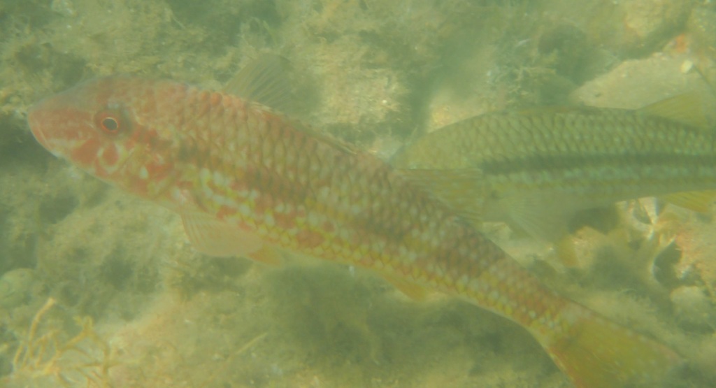 Striped Red Mullet from Seljanovo, Tivat, Montenegro on September 30 ...