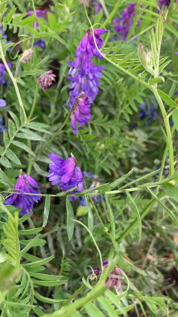 tufted vetch from Quarry Park, Calgary, AB, Canada on October 1, 2024 ...