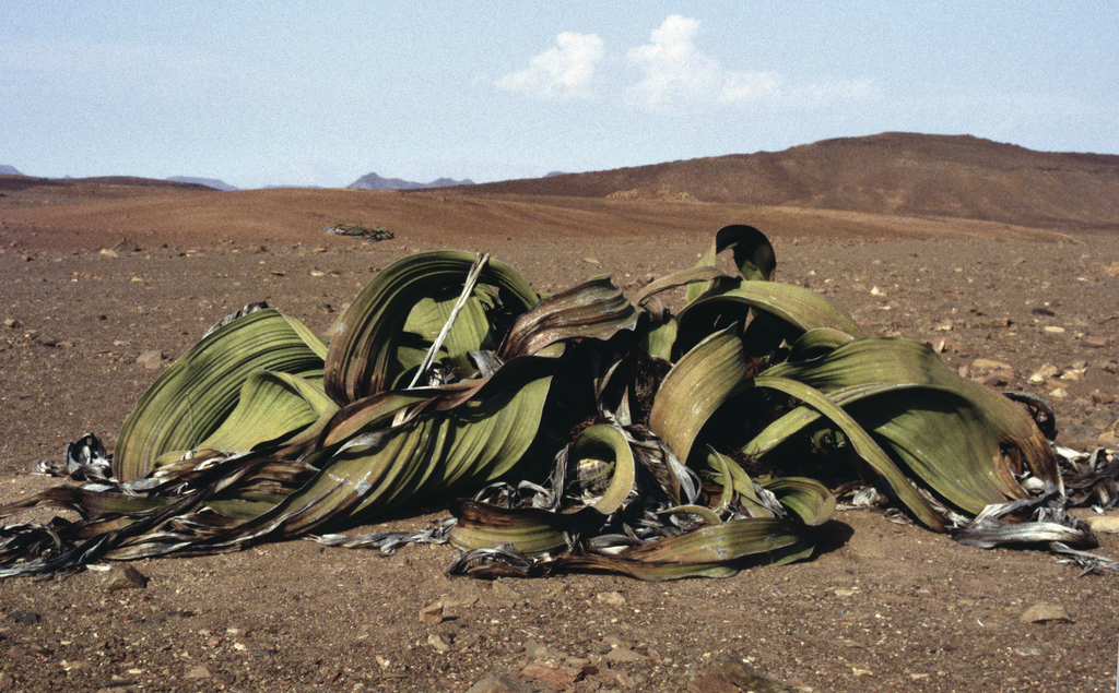 Welwitschia from Erongo, Namibia on September 16, 1997 by Peter Gräbner ...