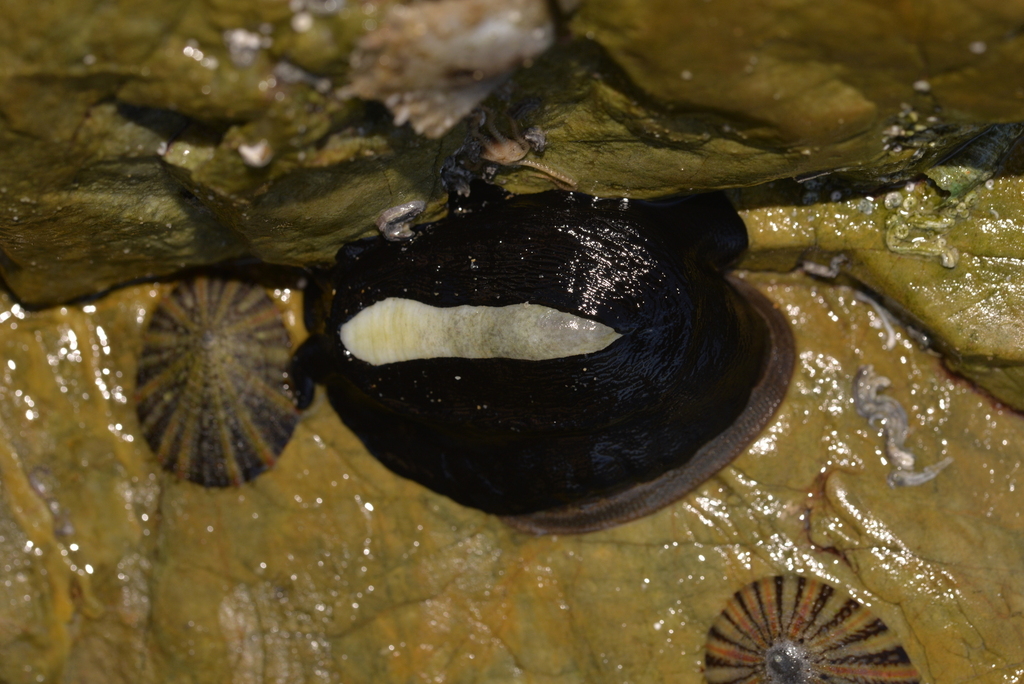 Elephant Snail from Arrawarra NSW 2456, Australia on September 22, 2024 ...