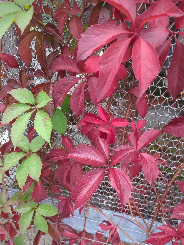 Virginia creeper from Jarman Building, Canterbury CT2 7UG, UK on ...