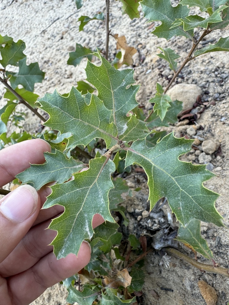 Gander oak from Fort Ord National Monument, Salinas, CA, US on October ...