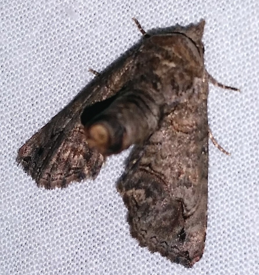 Large Paectes Moth from Vestavia Hills, AL, USA on July 27, 2016 at 10: ...