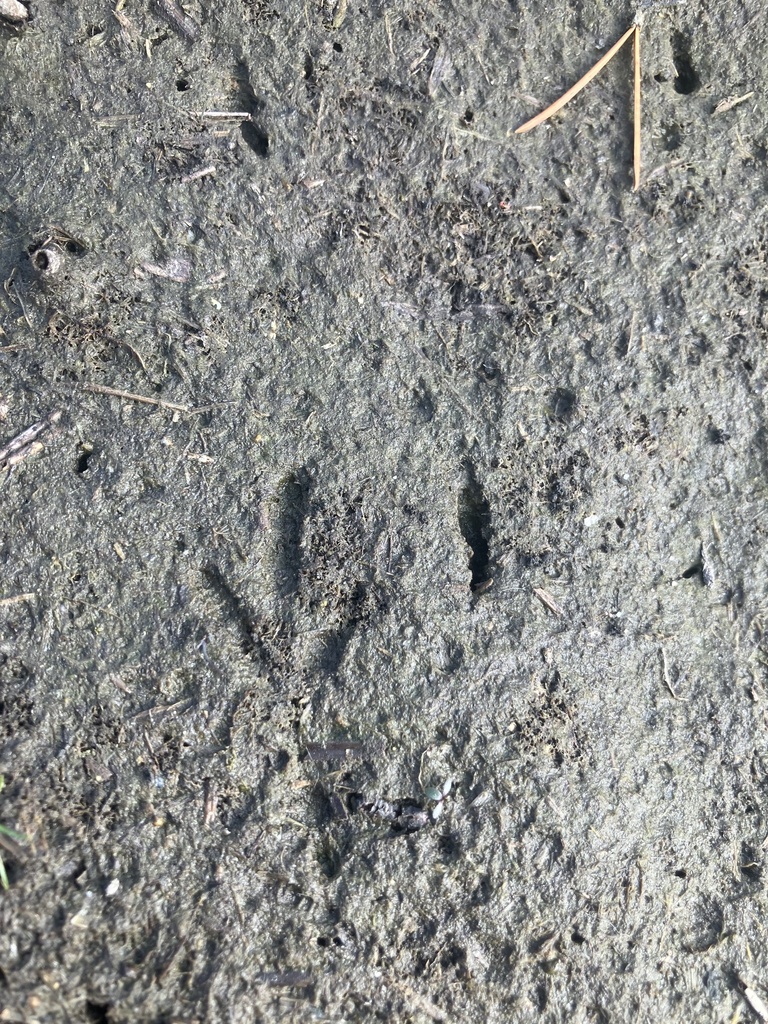 Wilson's Snipe from Robillard Lake, Covington, MI, US on October 2 ...
