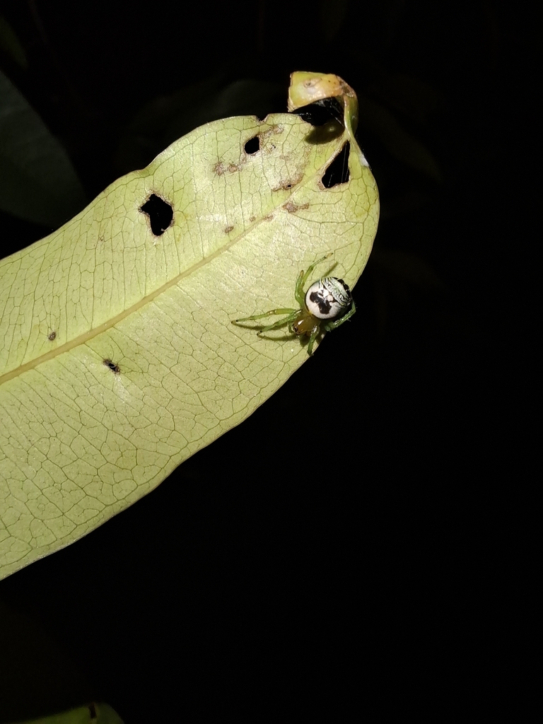 Kidney Garden Spider from Malabe, Sri Lanka on October 2, 2024 at 10:01 ...
