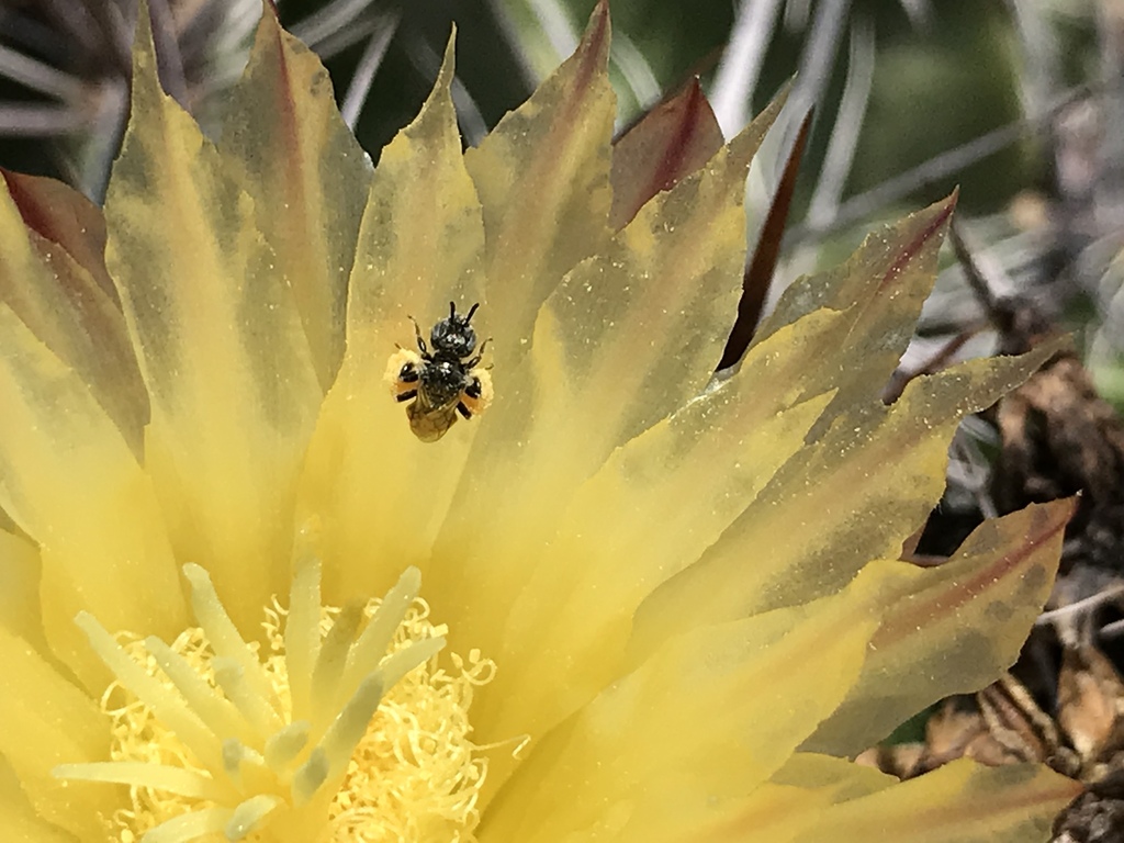 Macrotera (Bee Families of Southern Utah ) · iNaturalist