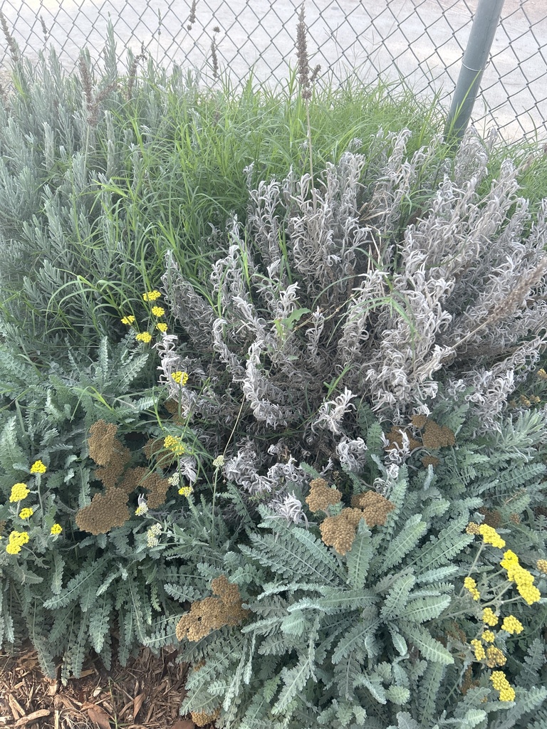 common yarrow from California State University, Northridge, Los Angeles ...