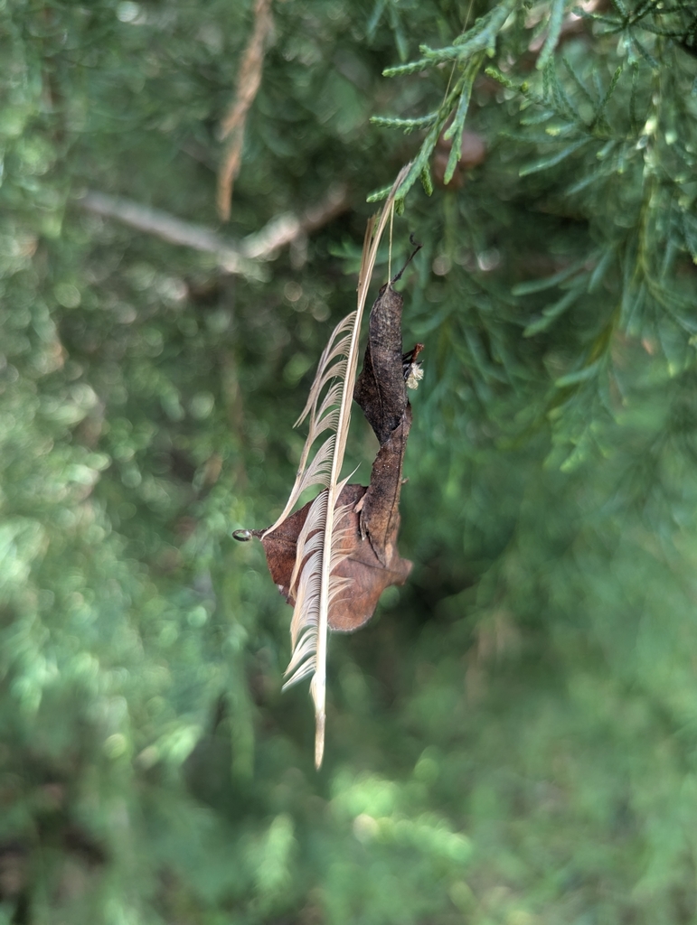 Perching Birds from Raleigh, NC 27607, USA on October 2, 2024 at 12:21 ...