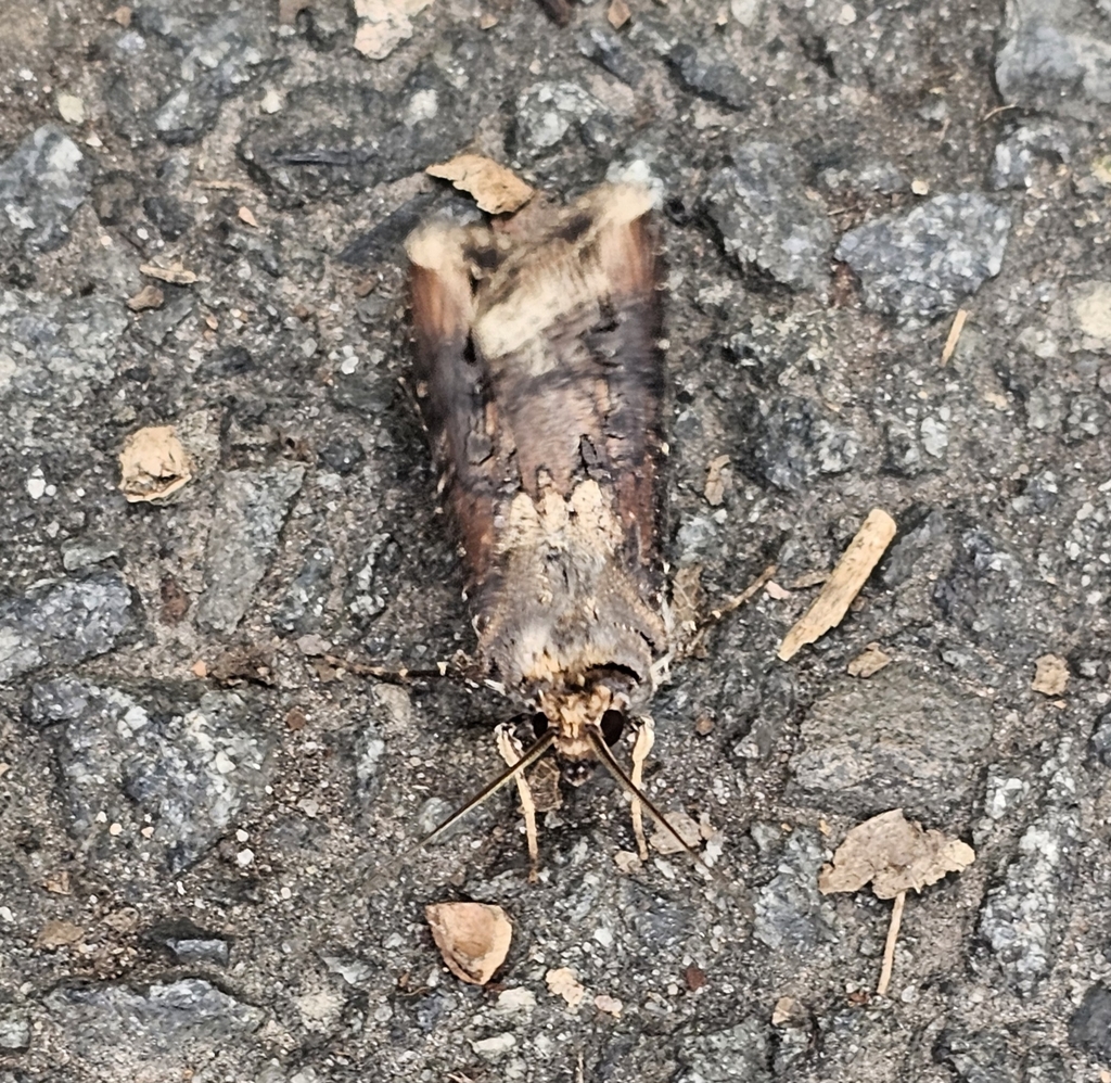 Ipsilon Dart Moth from Staten Island, NY 10306, USA on October 2, 2024 ...