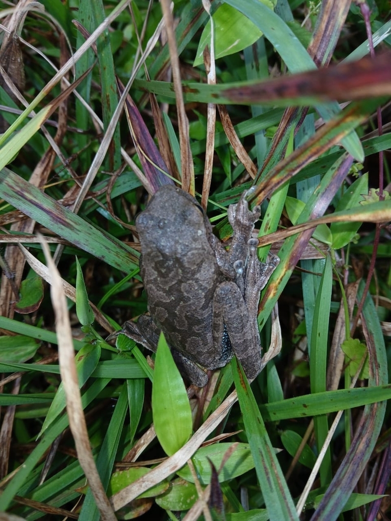 Drab Tree Frog from Tobosi, Provincia de Cartago, El Guarco, Costa Rica on October 2, 2024 at 10 ...