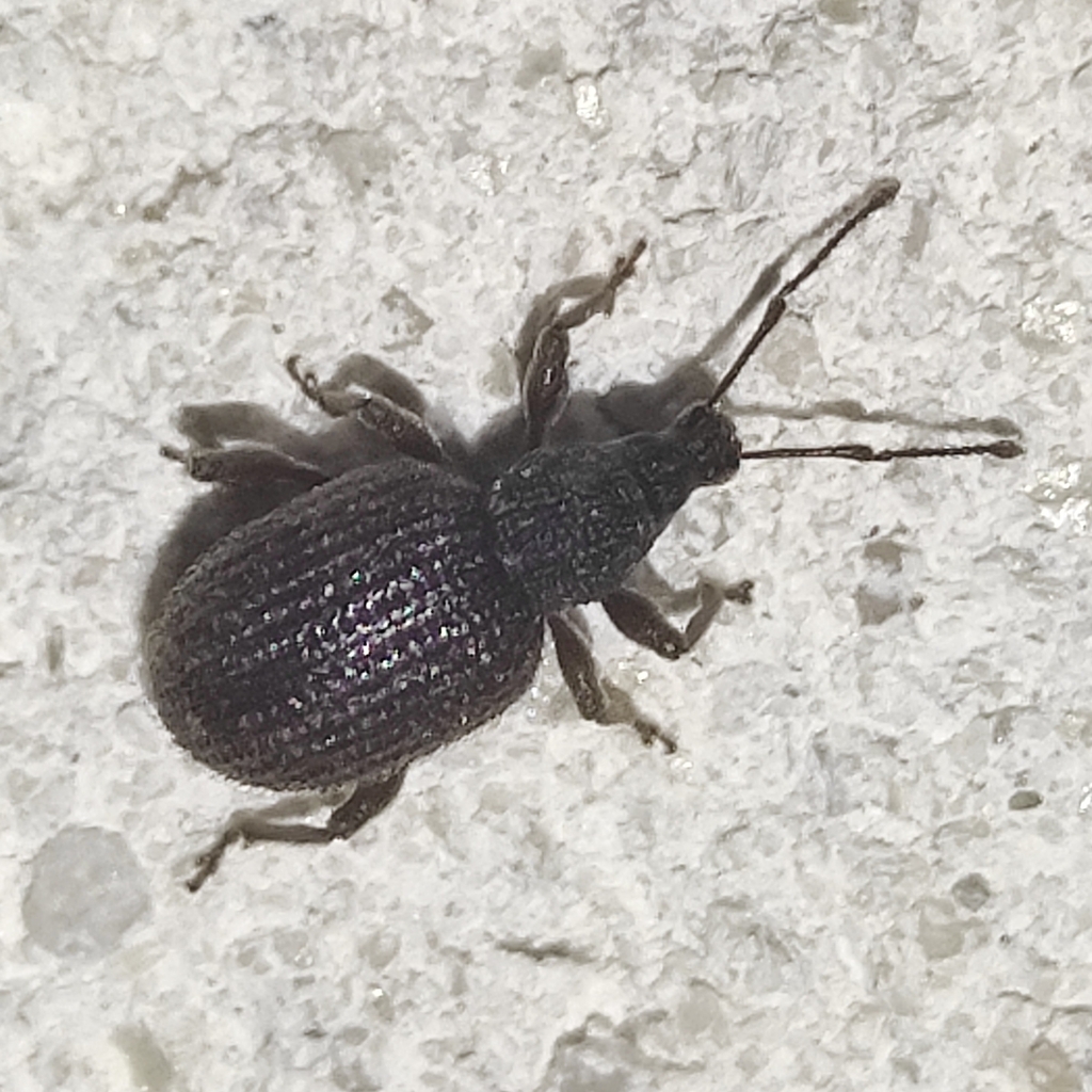 Rough strawberry root weevil from 21121 Fontaine-lès-Dijon, France on ...