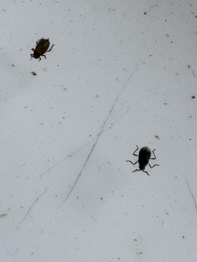 Microvelia pulchella from Johnson Mill Rd, Orrington, ME, US on October ...