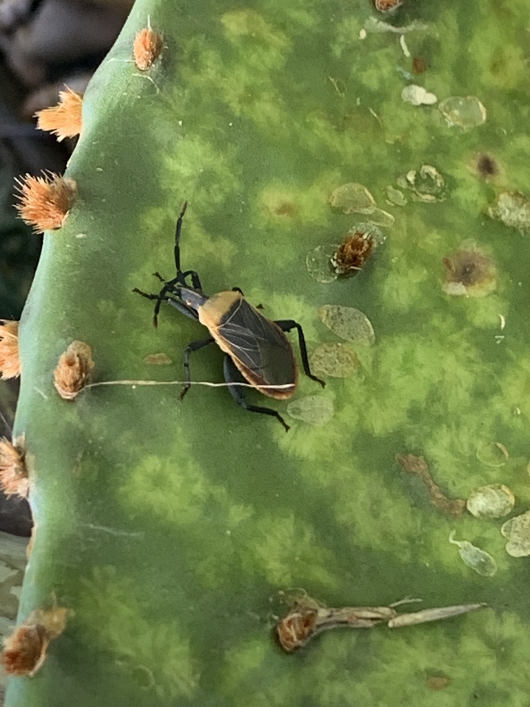 Cactus Coreid Bug from E 650 Dr, Chouteau, OK, US on October 2, 2024 at ...