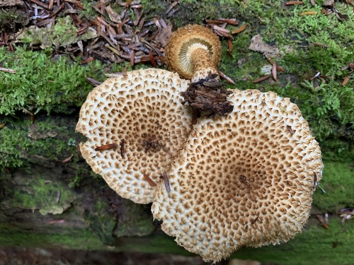 Observations by longtooth · iNaturalist