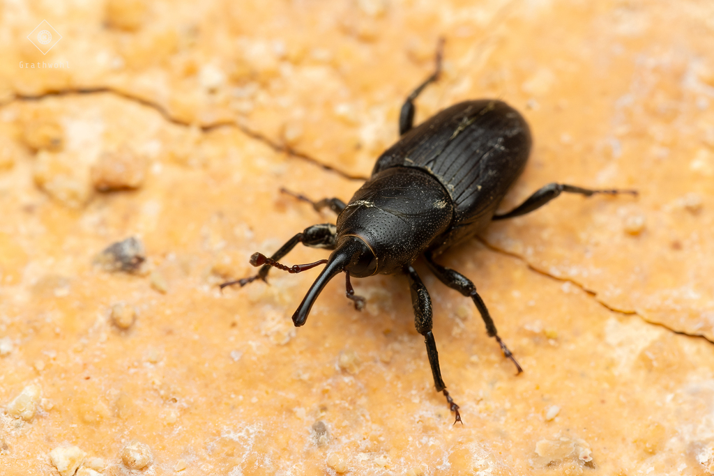 Billbug Weevils from Balearic Islands, Spain on September 25, 2024 at ...