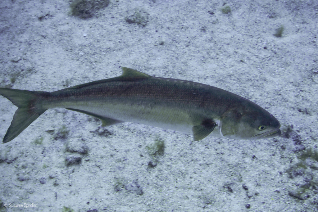 Bluefish (Saltwater Fish of Mississippi) · iNaturalist