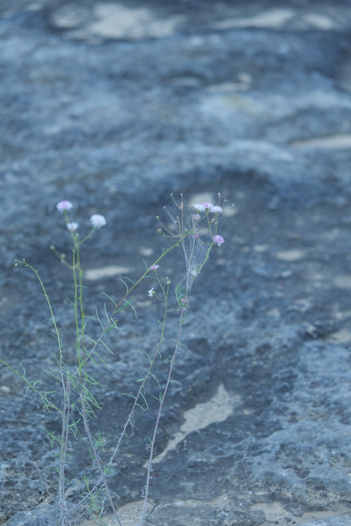Small Palafox from Val Verde County, TX, USA on September 28, 2024 at ...