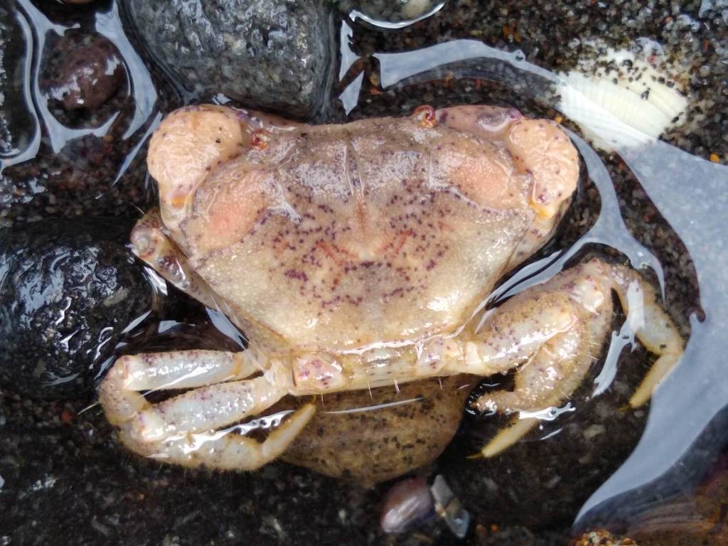 Iron crab from New Plymouth, Taranaki, New Zealand on June 30, 2019 at ...