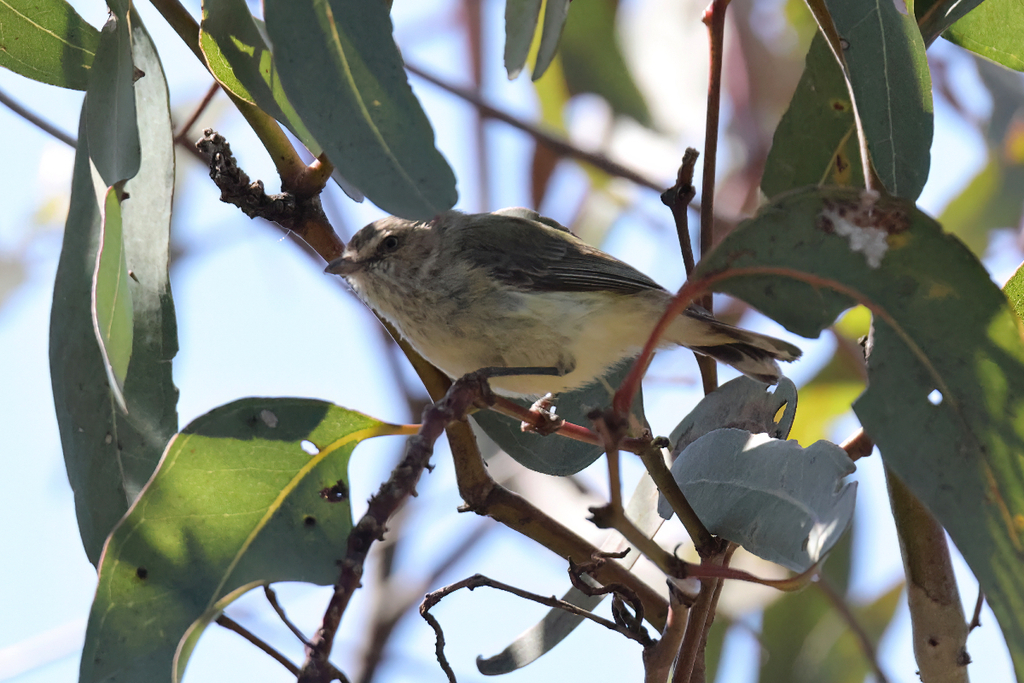 Weebill from Adelaide SA, Australia on October 2, 2024 at 10:09 AM by ...