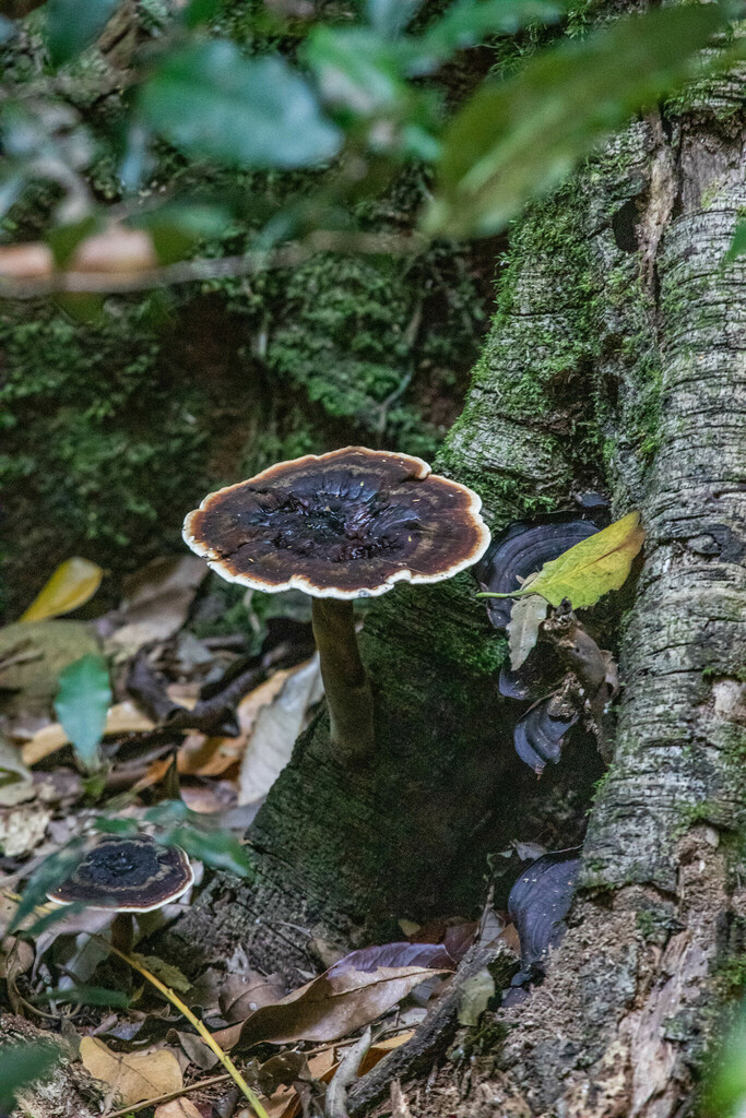 Sanguinoderma from Mary Cairncross Scenic Reserve, Maleny QLD 4552 ...