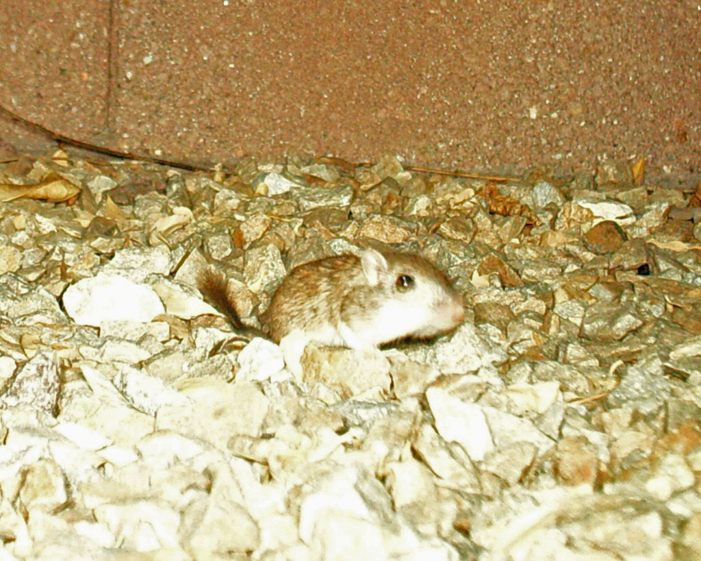 Desert Pocket Mouse from Las Campanas, Green Valley, AZ 85614, USA on ...
