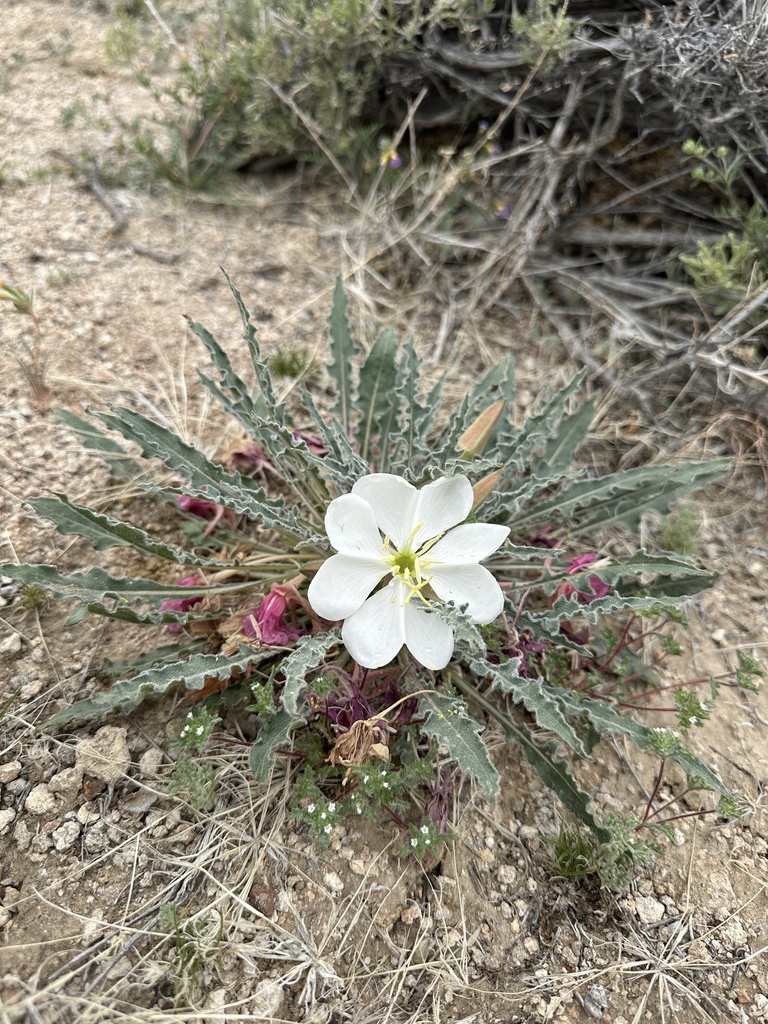 fragrant evening primrose from Lincoln County, NV, USA on May 5, 2024 ...