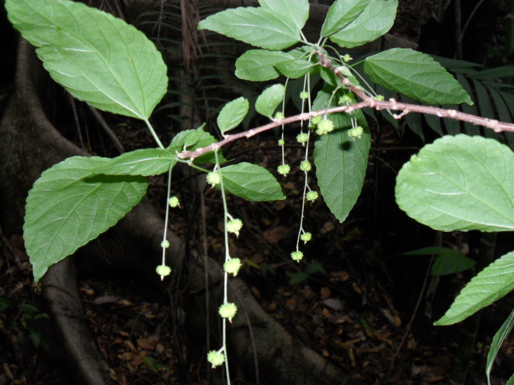 Acalypha villosa from Villa Corzo, Chis., México on June 3, 2016 at 12: ...