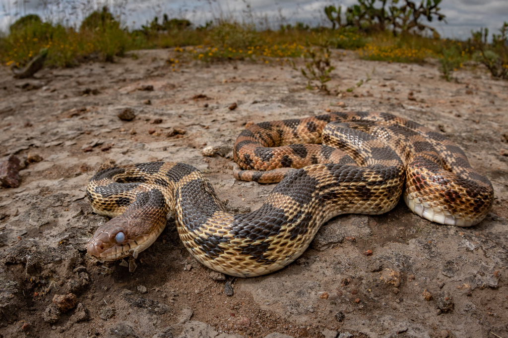 (Pituophis deppei deppei) - Snakes and Lizards