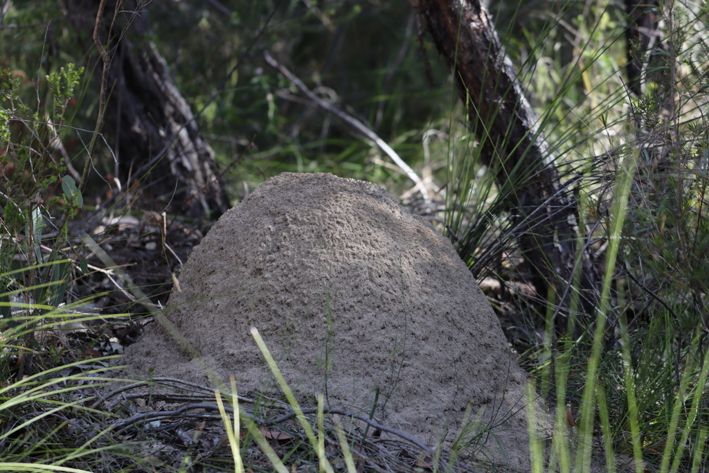 Termites from Cowan NSW 2081, Australia on September 21, 2024 at 03:44 ...