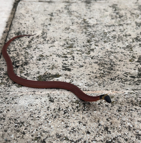 Red Coffee Snake (Ninia sebae) - Snakes and Lizards