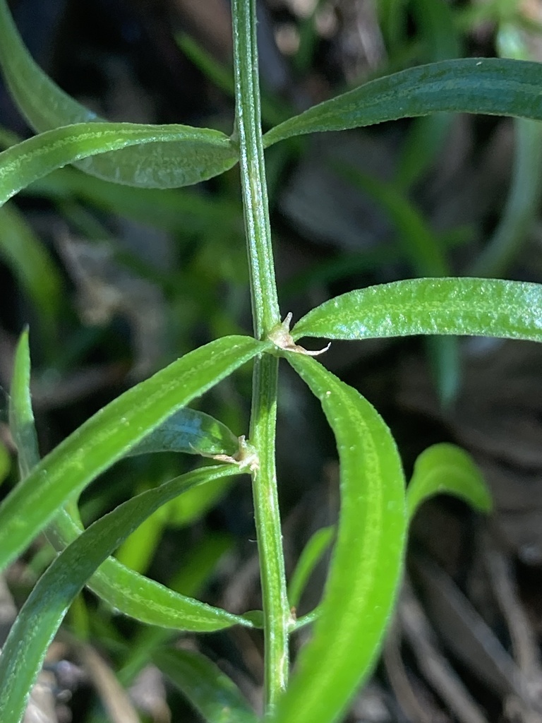 African Asparagus from Browns Rd, Rye, VIC, AU on October 3, 2024 at 10 ...