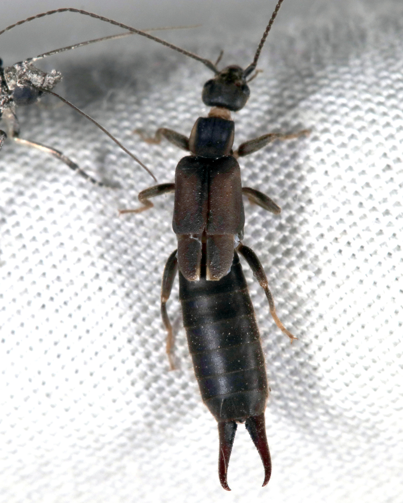 Black Bush Earwig from Flinders Ranges SA 5434, Australia on September ...