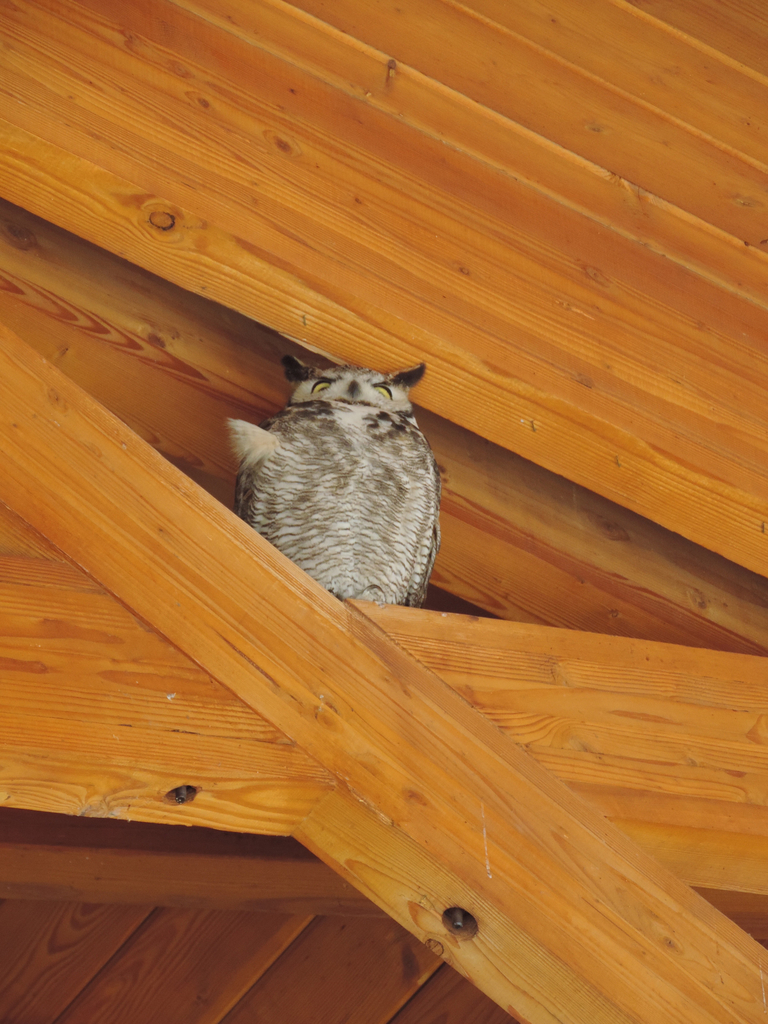 Great Horned Owl from 88011, Las Cruces, NM, US on March 18, 2016 at 12 ...