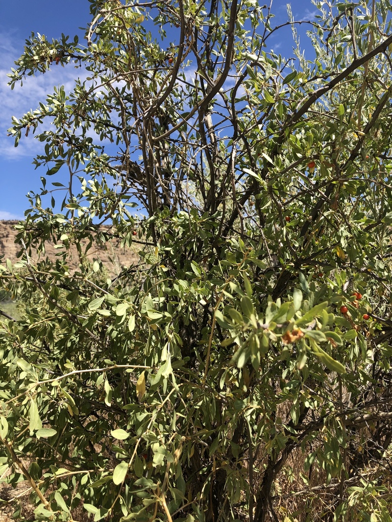 boxthorns (Lycium) - Botanical Realm