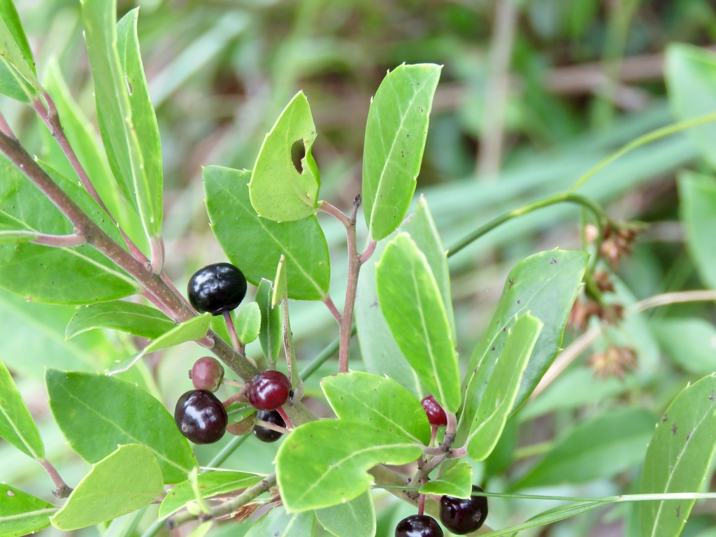 Large Gallberry (Ilex coriacea) - Botanical Realm