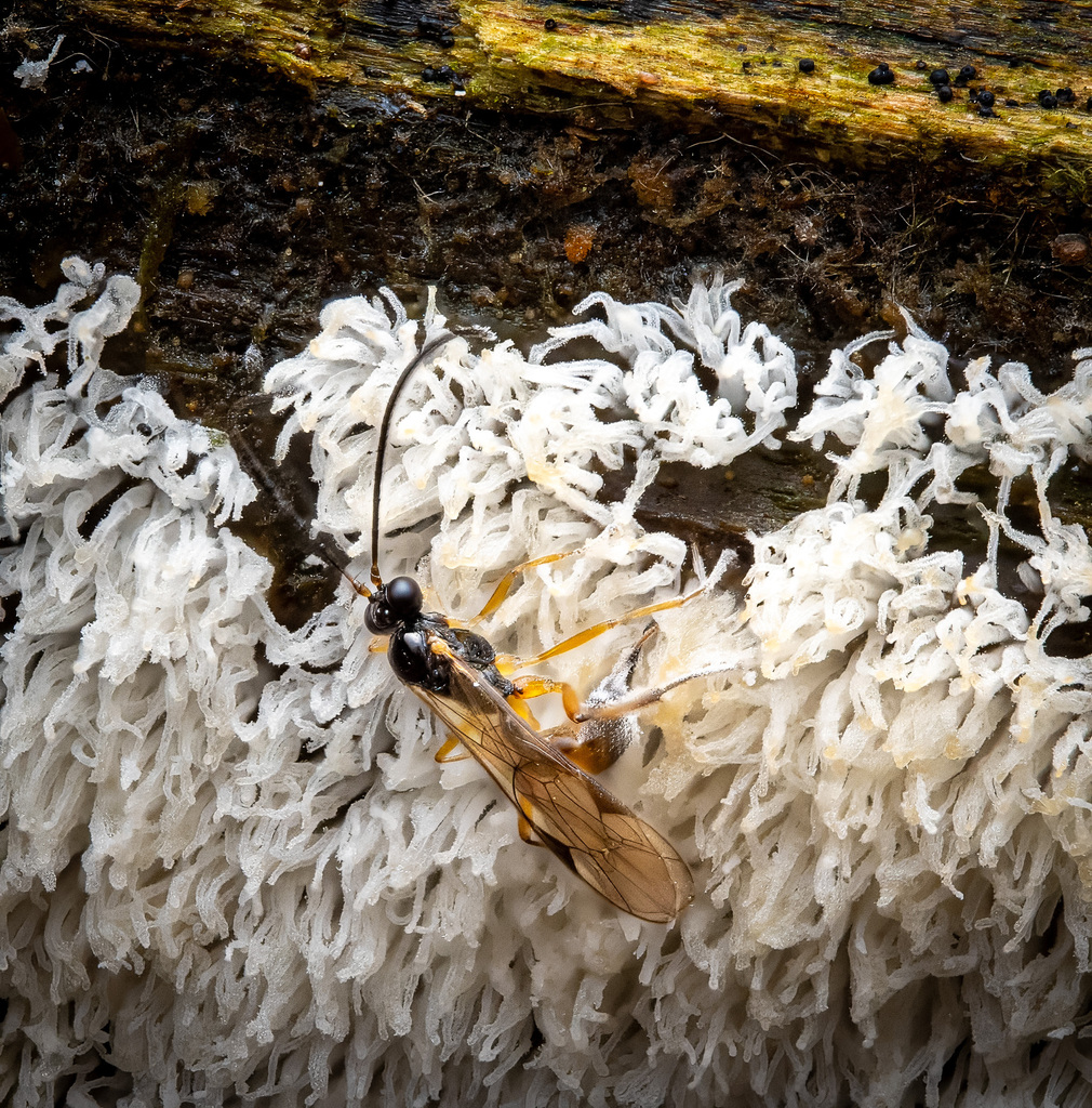 Ichneumonid Wasps in October 2024 by Claus Giloi. A wasp inserting her ...