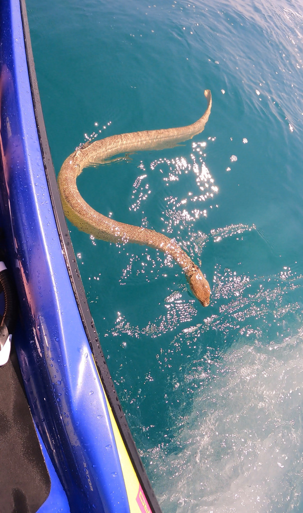 Stokes' Sea Snake from Exmouth Gulf, Exmouth, WA, AU on September 27 ...