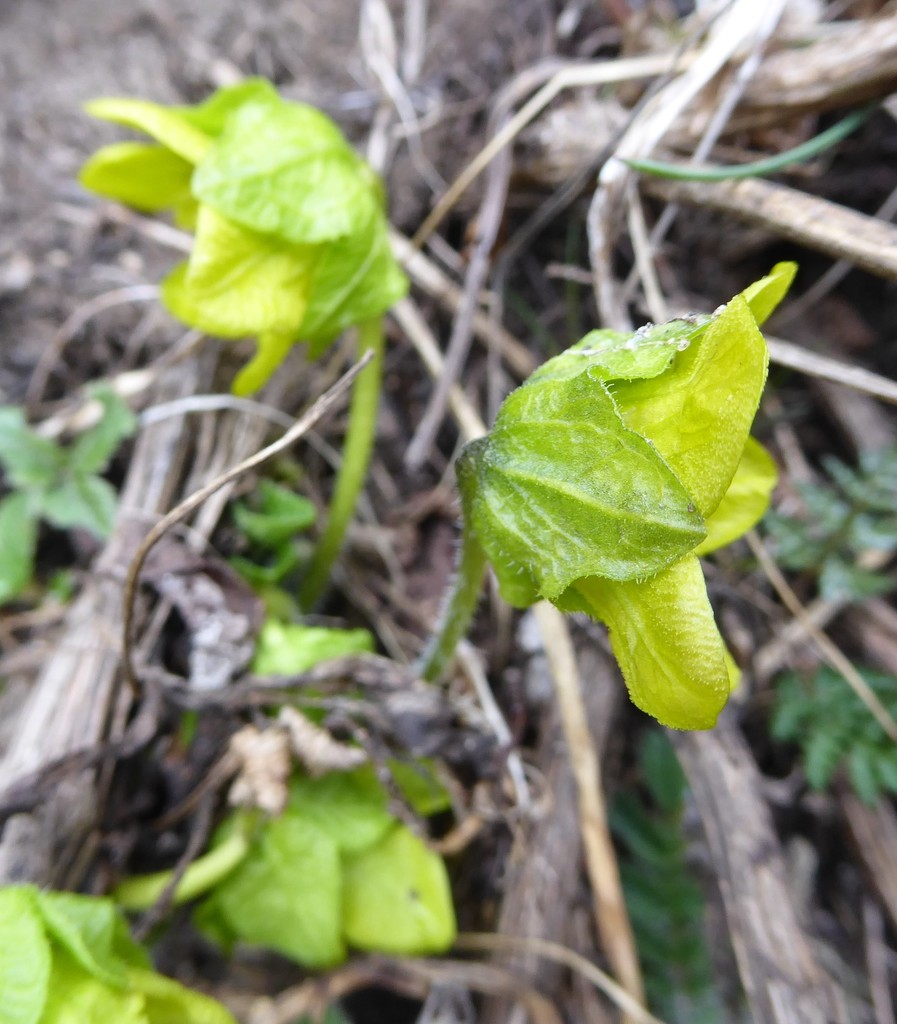 Himalayan mandrake (Mandragora caulescens) - Botanical Realm